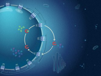 Understanding the FDA Approved New Drug, Selinexor and its Use in ...